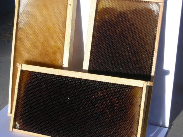 Dark comb | Beesource Beekeeping Forums