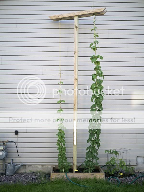Simple Hop Trellis Photos | Homebrew Talk - Beer, Wine, Mead, & Cider ...