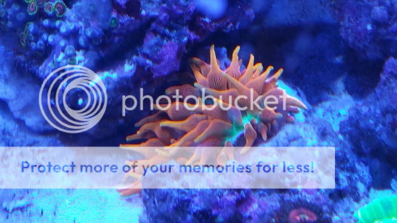 Supernova vs inferno anemone | Page 3 | REEF2REEF Saltwater and Reef ...