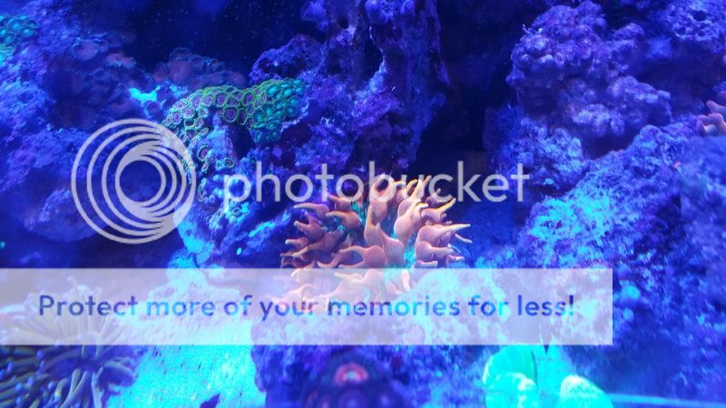 Supernova vs inferno anemone | Page 3 | Reef2Reef