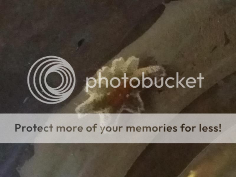 are these 8 legged starfish Asterina? - Reef Central Online Community