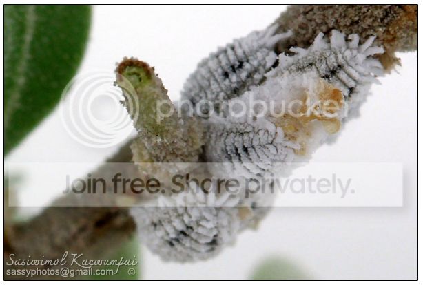 Macro : รูปศัตรูพืช ทำลายต้นไม้สุดหวง - หอยเจดีย์เล็ก และ เพลี้ยแป้ง