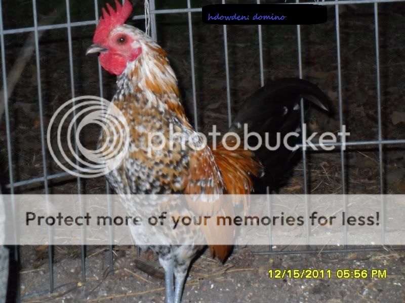 oegb colors | BackYard Chickens - Learn How to Raise Chickens