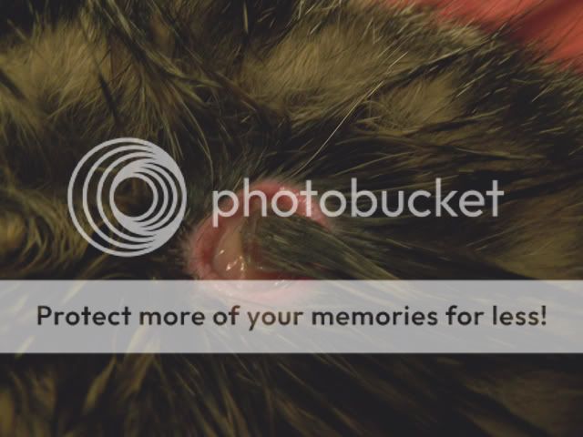 mijn kat heeft een rare wond • Bokt.nl