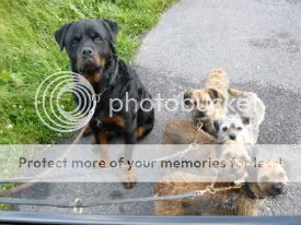 my big girl (retic) pic heavy! | Reptile Forums