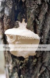 Anyone know of this good smelling tree fungus? - PaleoPlanet