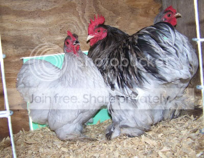 TWO HEADED Rooster-Hen?! | Page 2 | BackYard Chickens - Learn How to ...