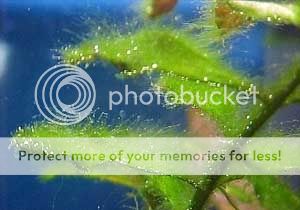 fighting fuzz algae? | British Columbia Aquarium Forums