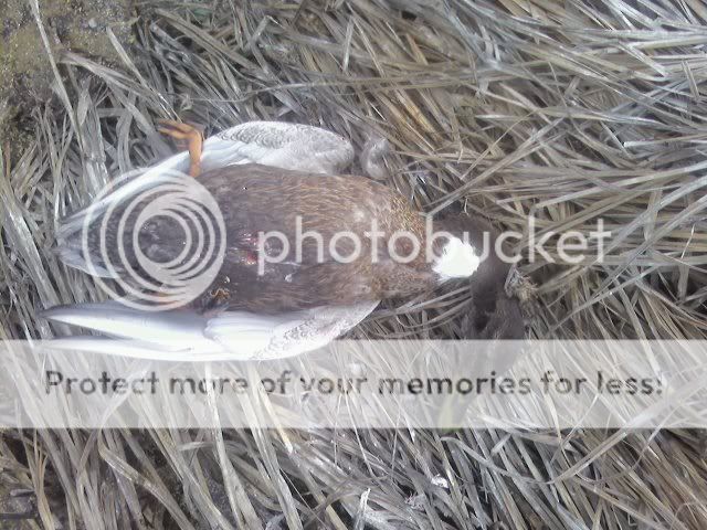 cross duck!!! | Utah Wildlife Forum